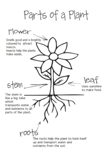 Plant Science Experiments for Key Stage 1 - Science For Kids