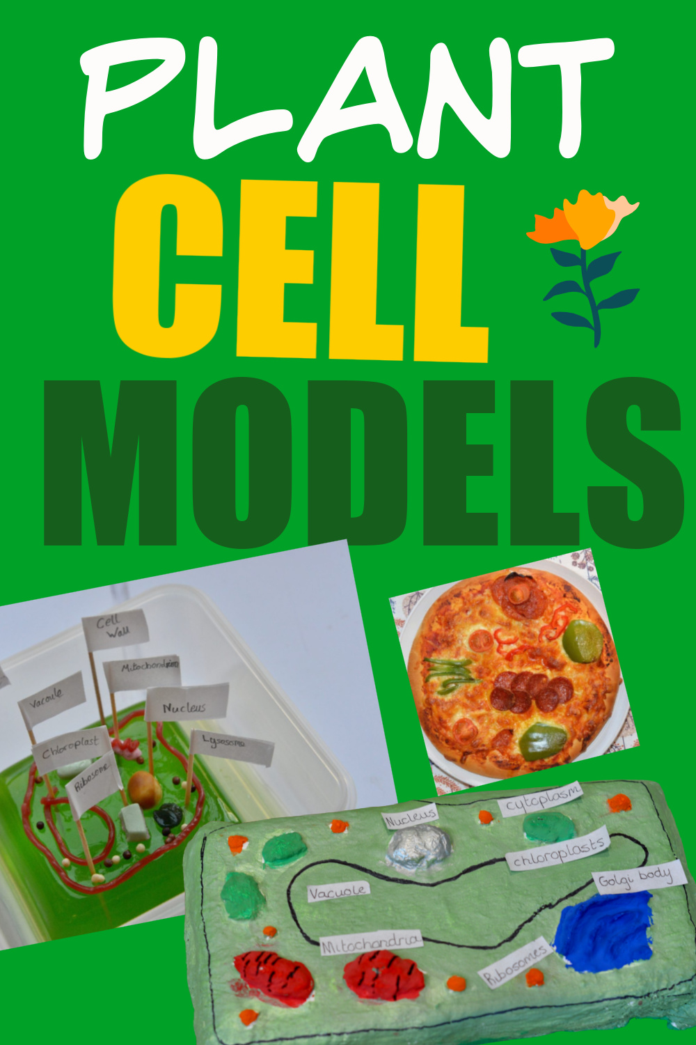 Cell biology for kids - Easy Plant Cell Model Ideas - Science ...