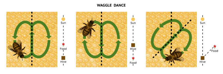 Do the Waggle Dance - Bee Facts for Kids