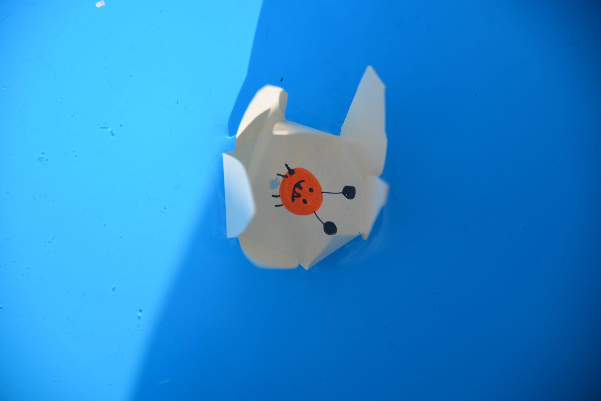 Magic Opening Flowers