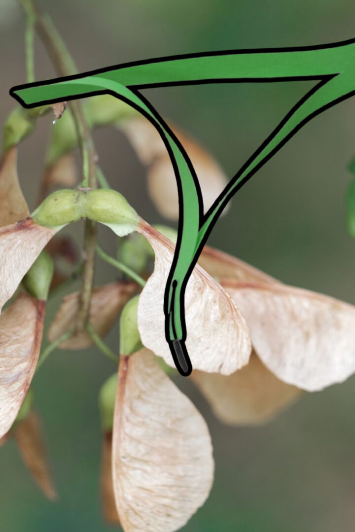 Sticky Seeds - a seed dispersal investigation