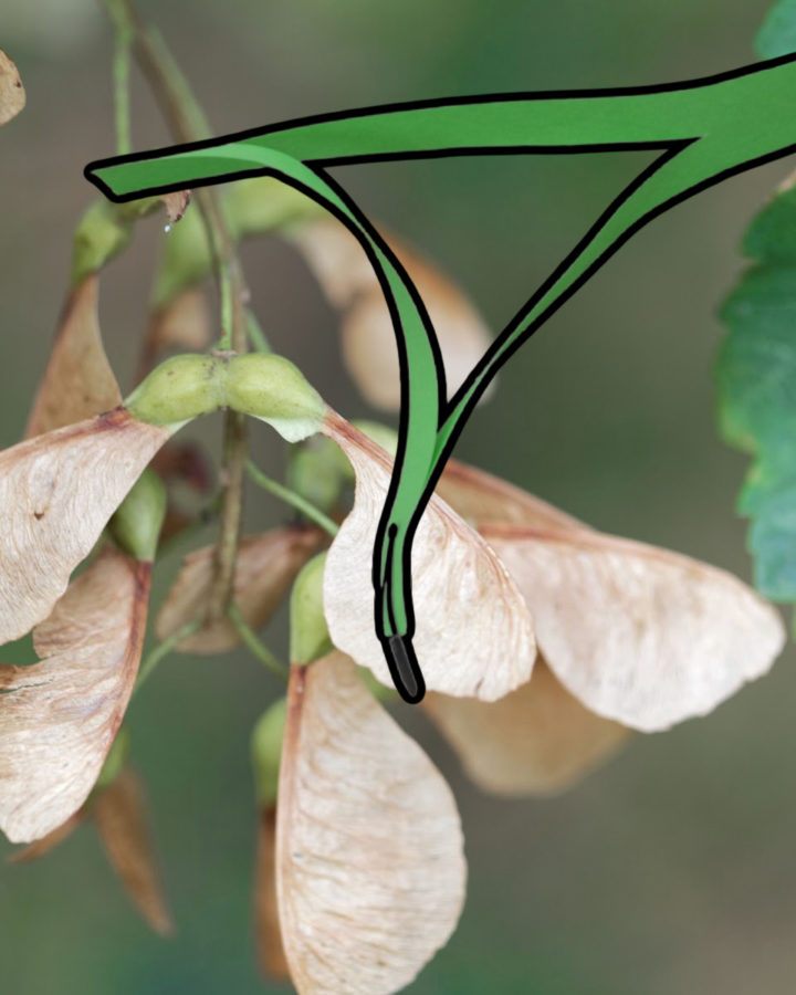 Sticky Seeds - a seed dispersal investigation