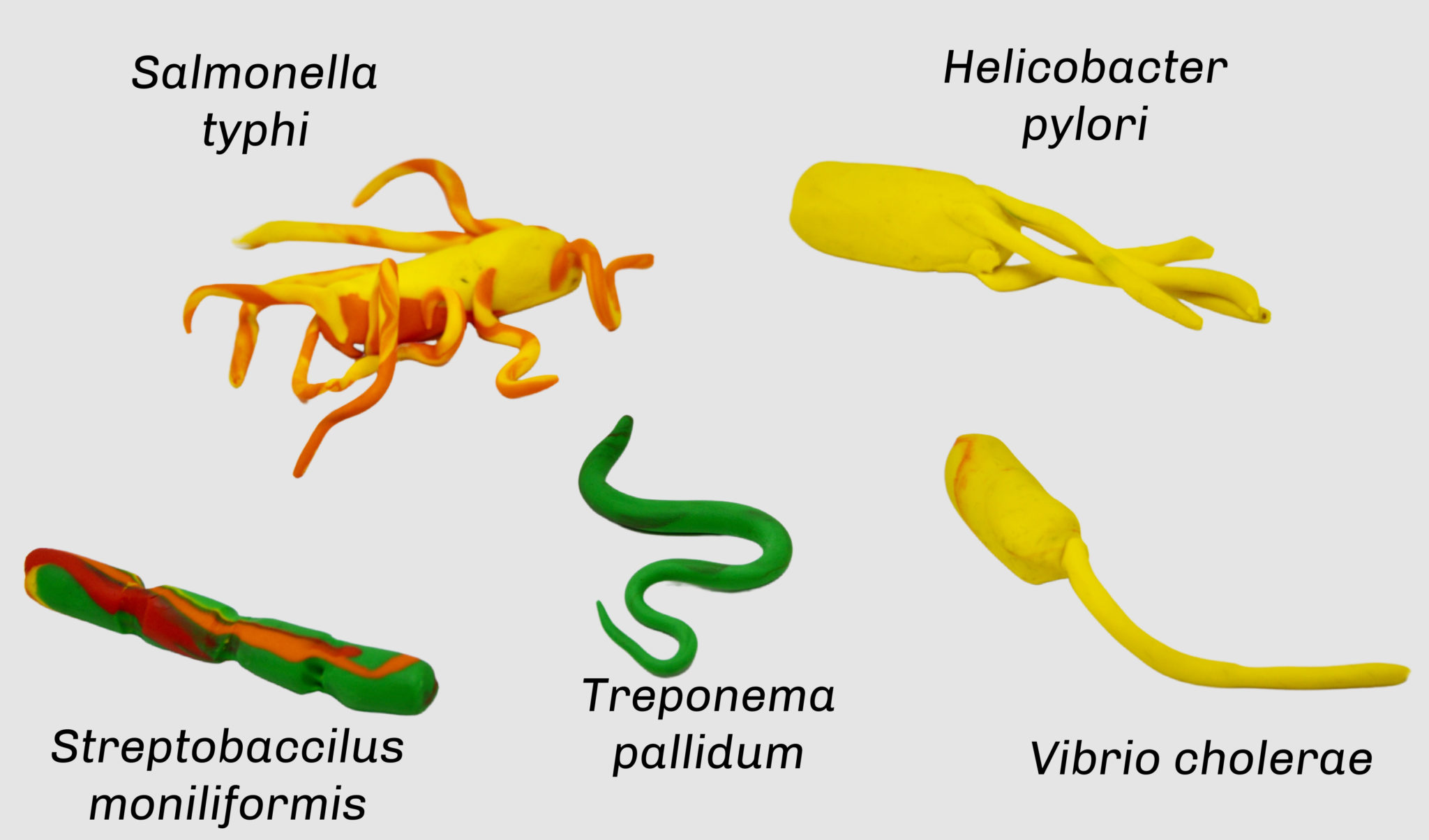 What is a pathogen?