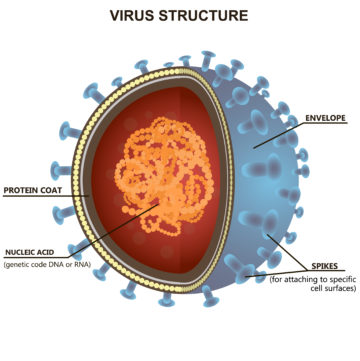 Journey of a virus - how a virus infects the body
