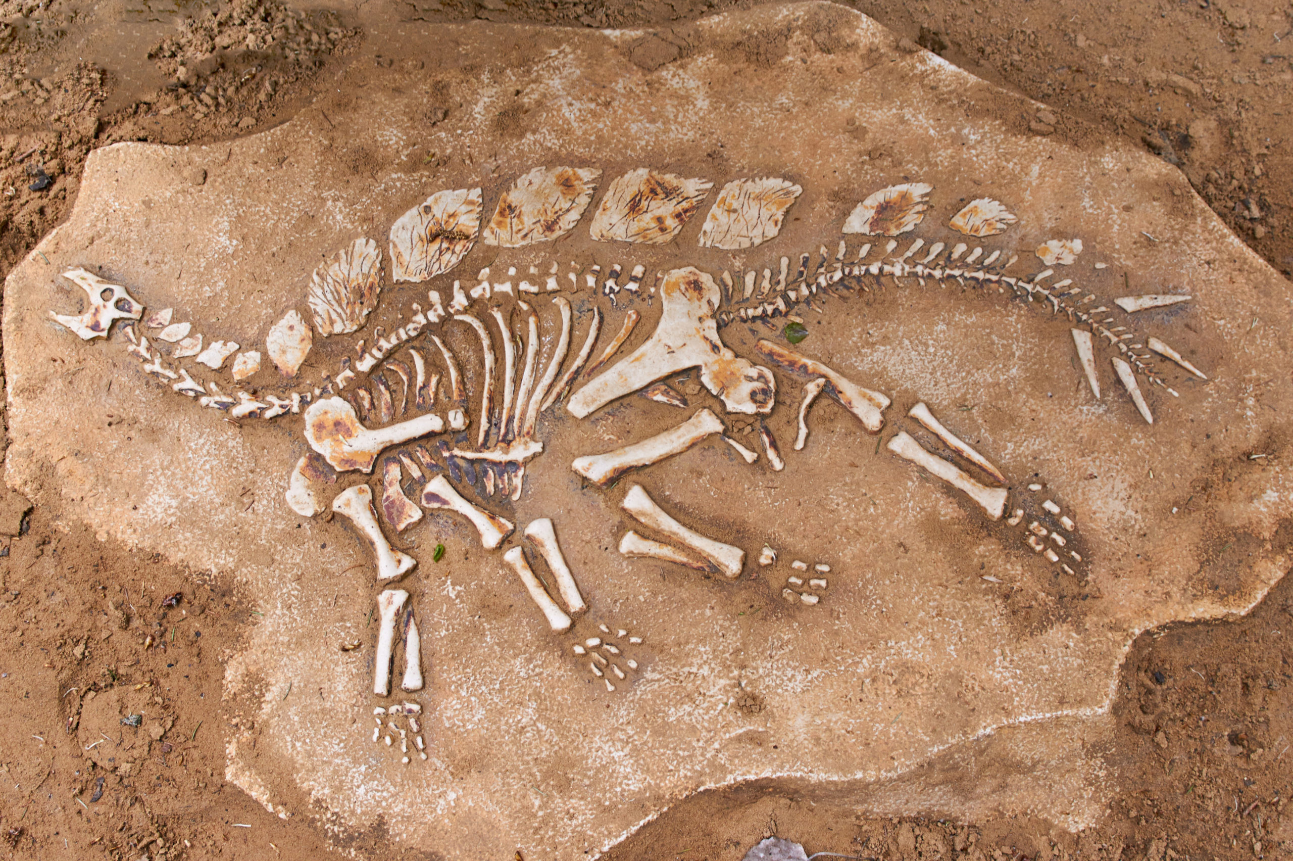 What Is A Fossil 