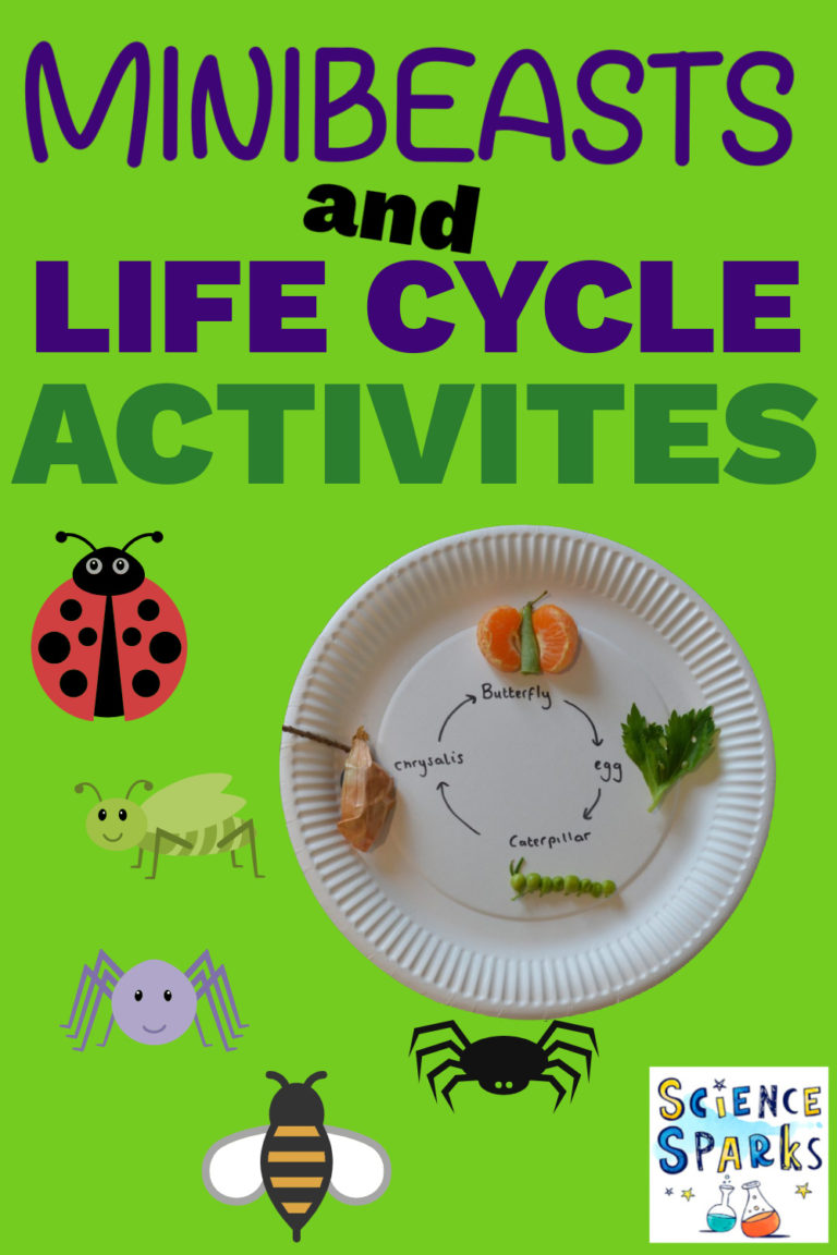 Minibeasts - Minibeast life cycles - Science Sparks
