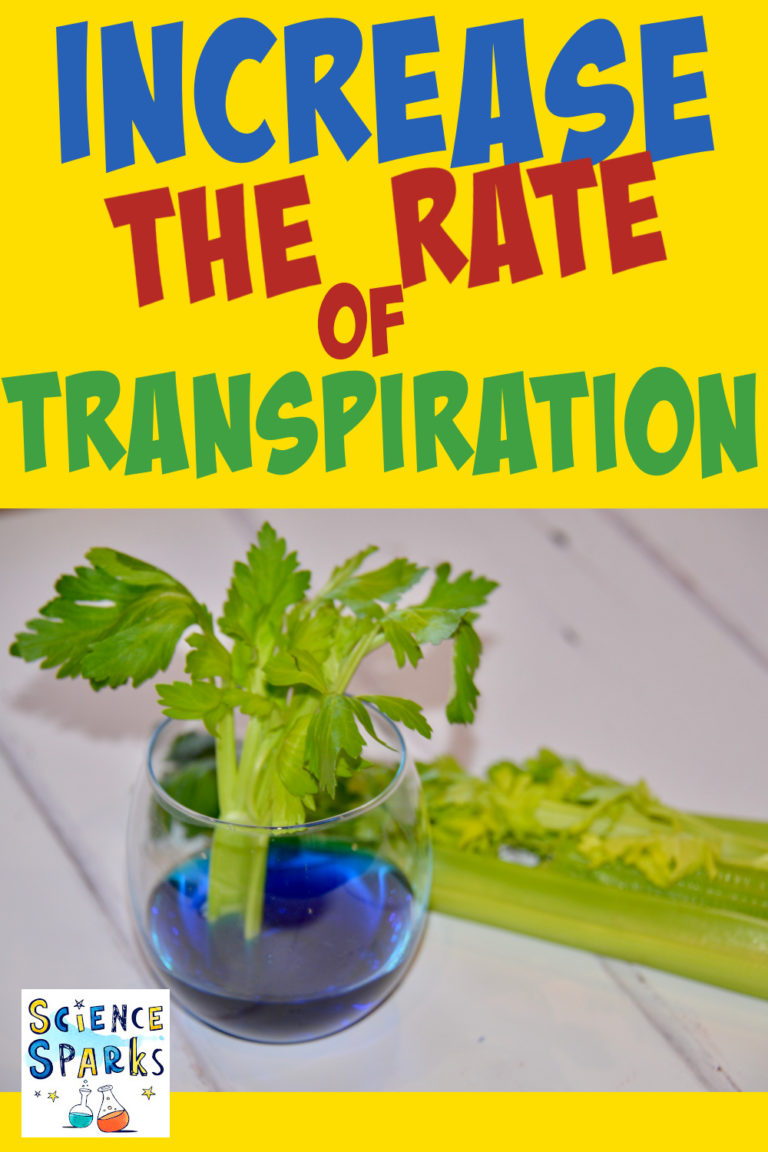 Investigating the effect of increasing temperatures on transpiration