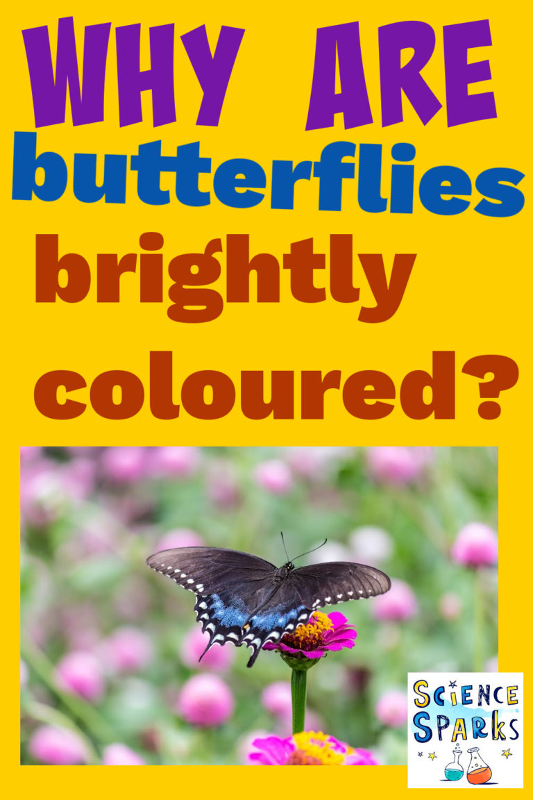 Why are butterflies brightly coloured?