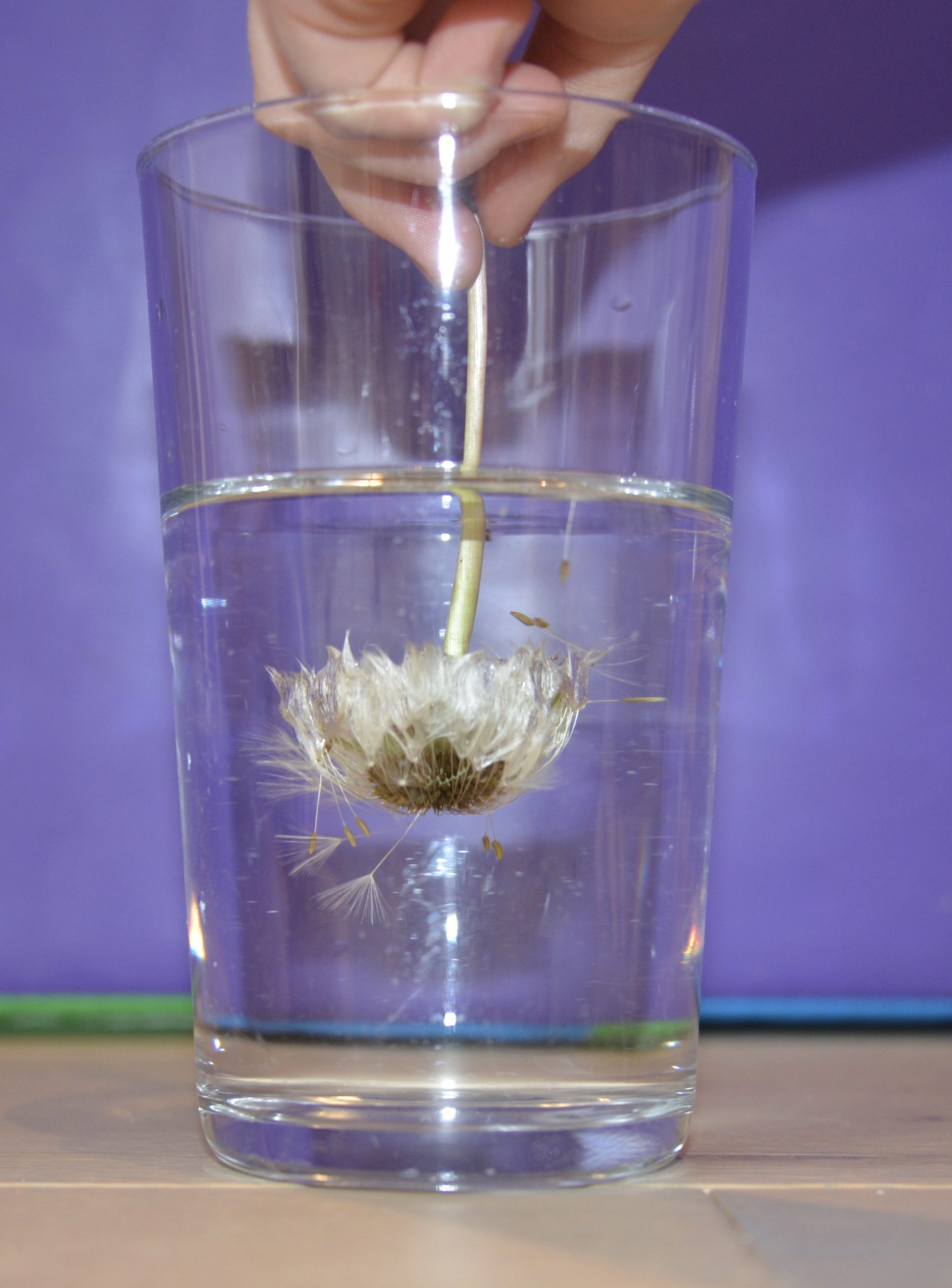 What happens to a dandelion in water?