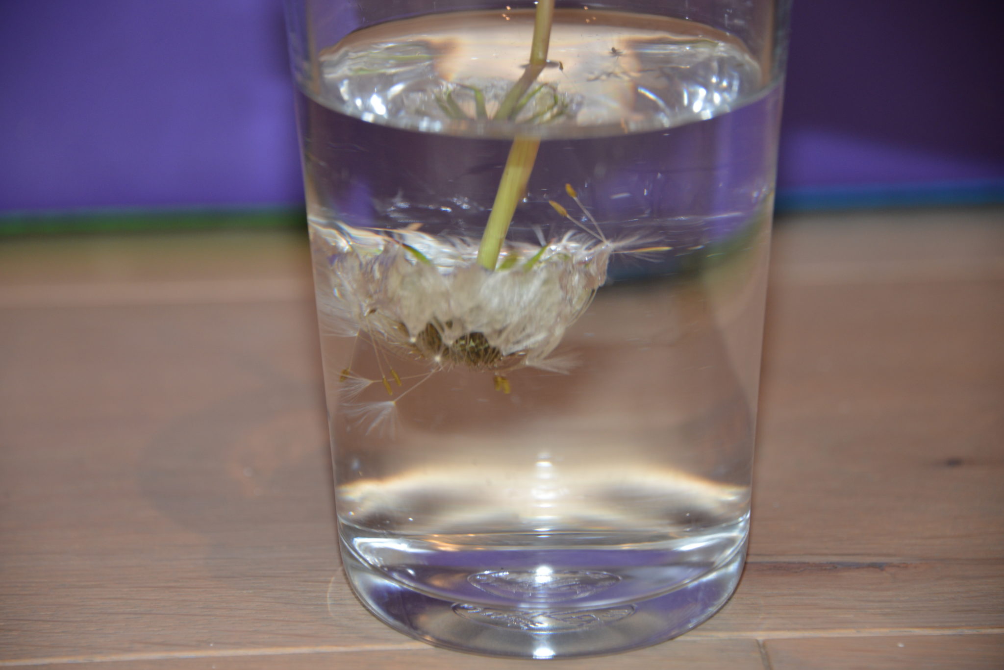 What happens to a dandelion in water?