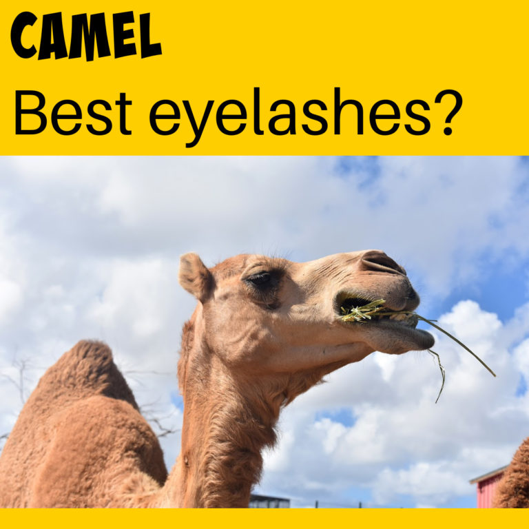 10 Awesome Animal Adaptations