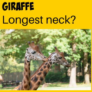 10 Awesome Animal Adaptations