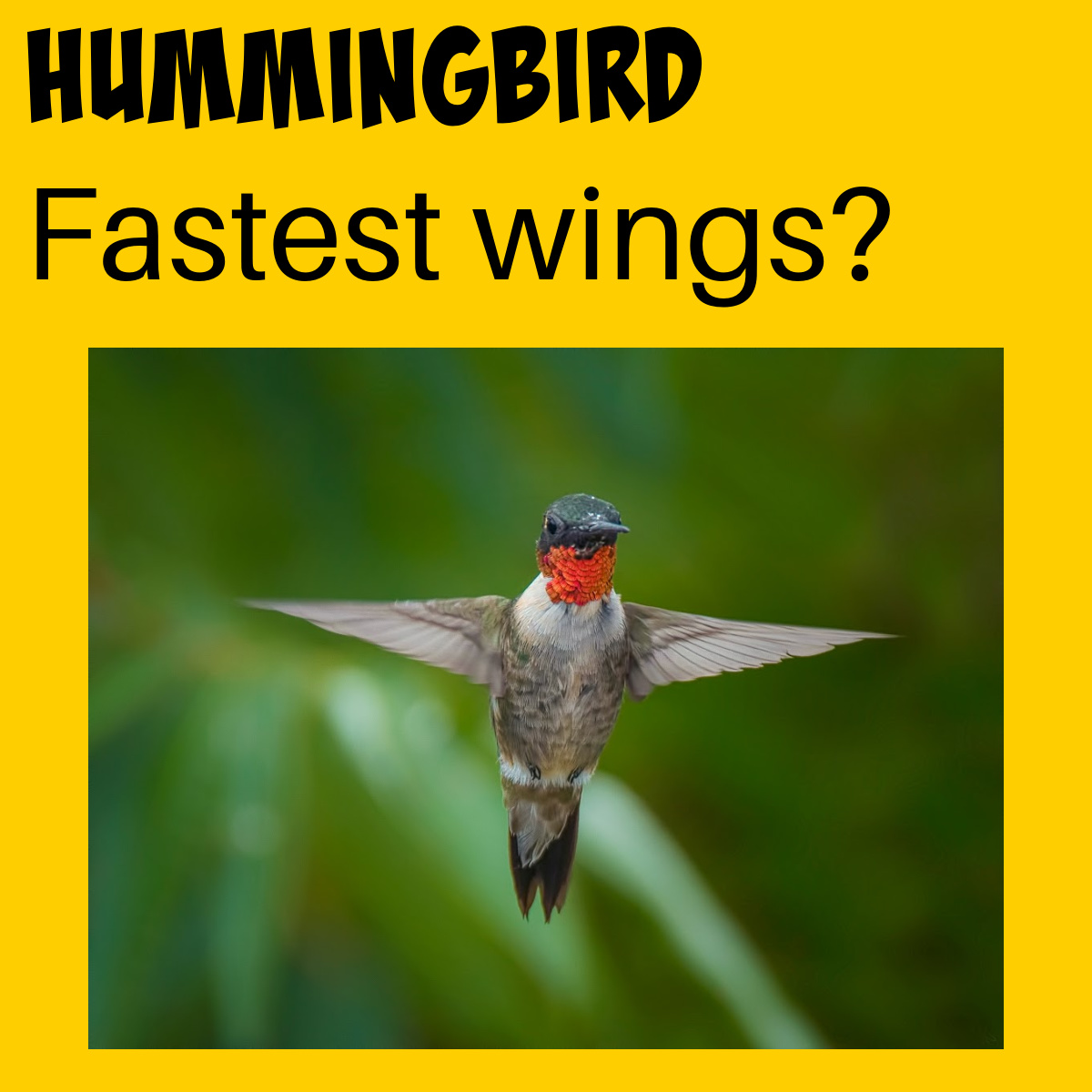 10 Awesome Animal Adaptations