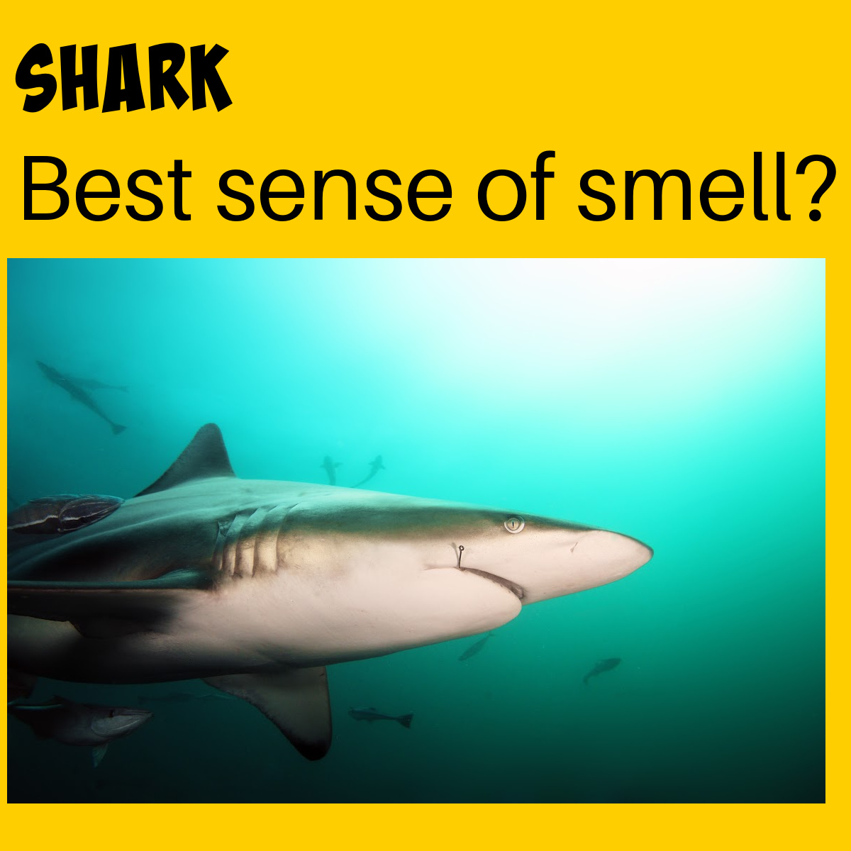 10 Awesome Animal Adaptations