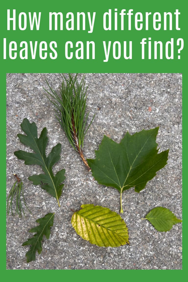 Free Autumn Treasure Hunt