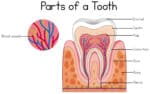 What are teeth made of?