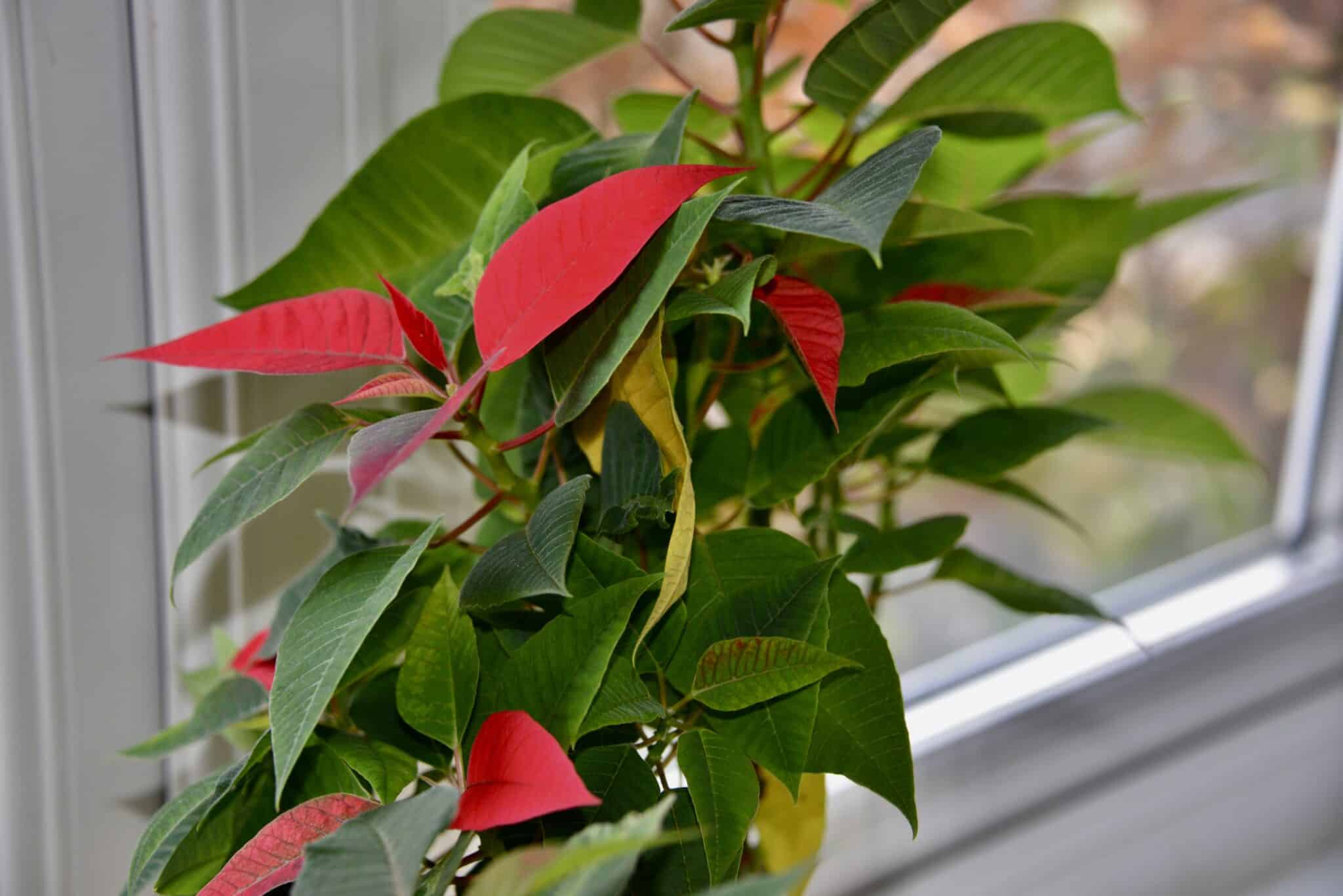 Why Are Poinsettias Red?