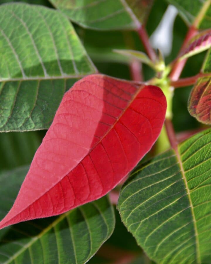 How to make pH indicator with a poinsettia