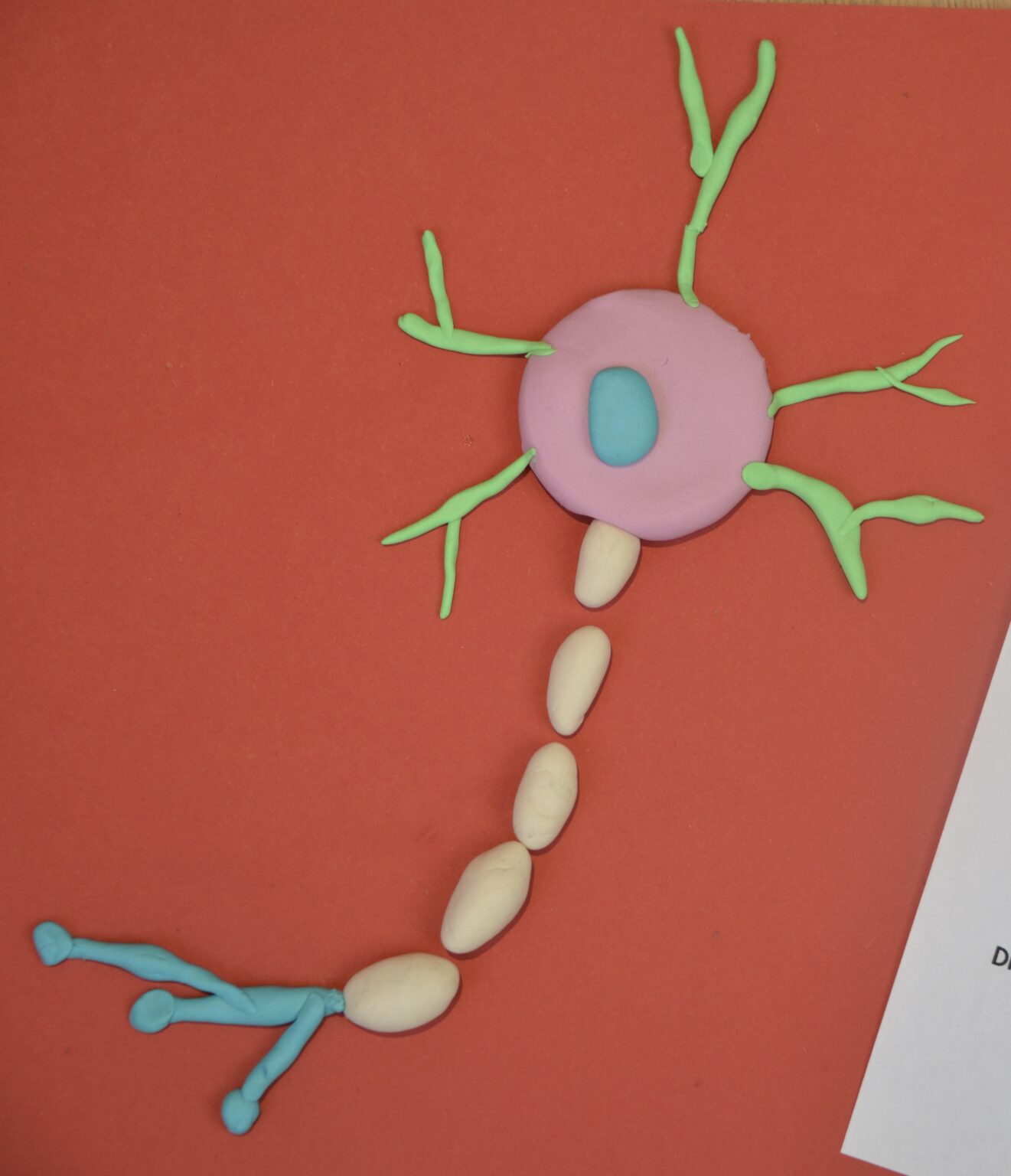 Neurone model for a science fair