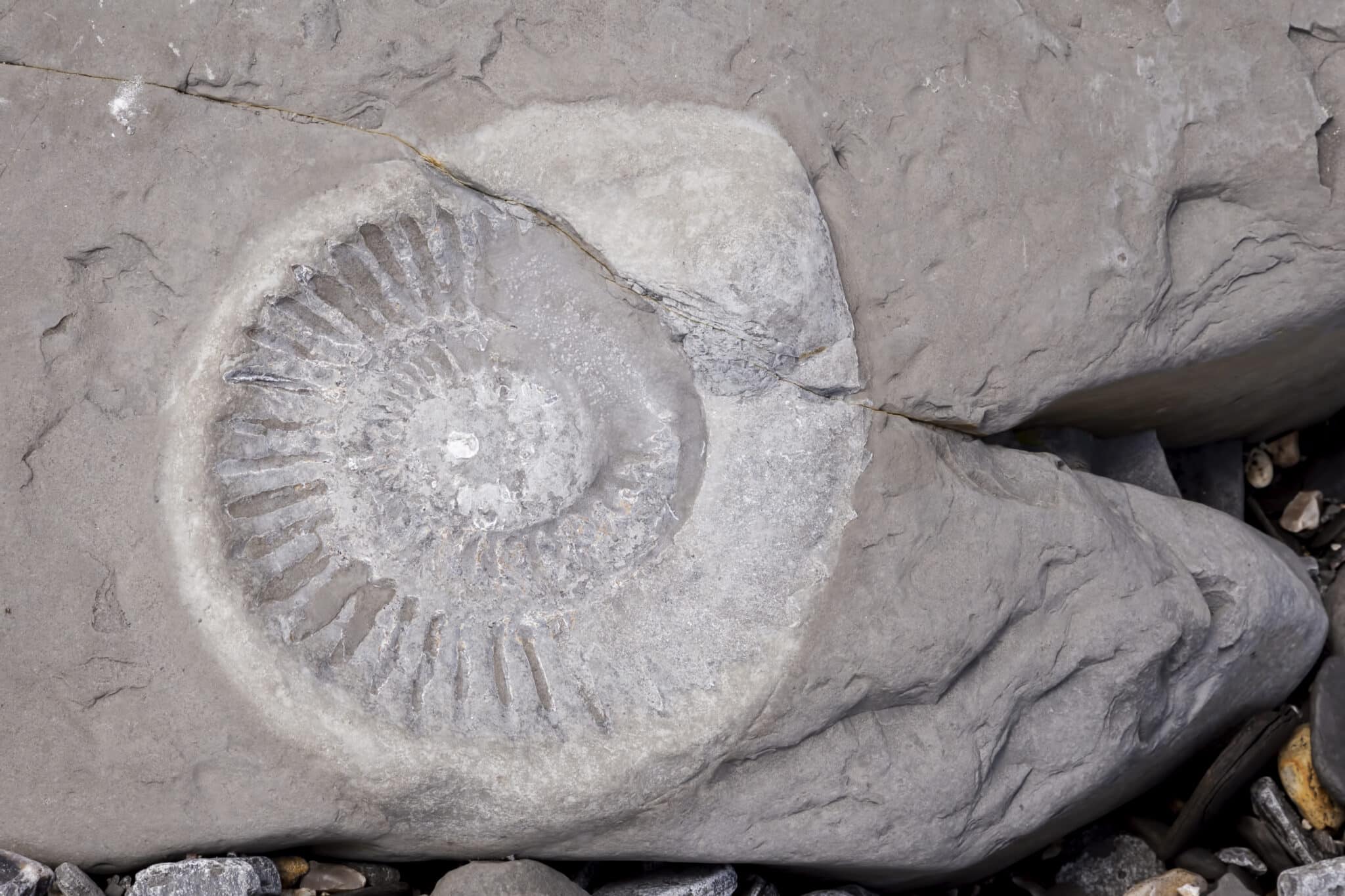 All About Ammonites