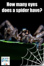 How many eyes does a spider have?