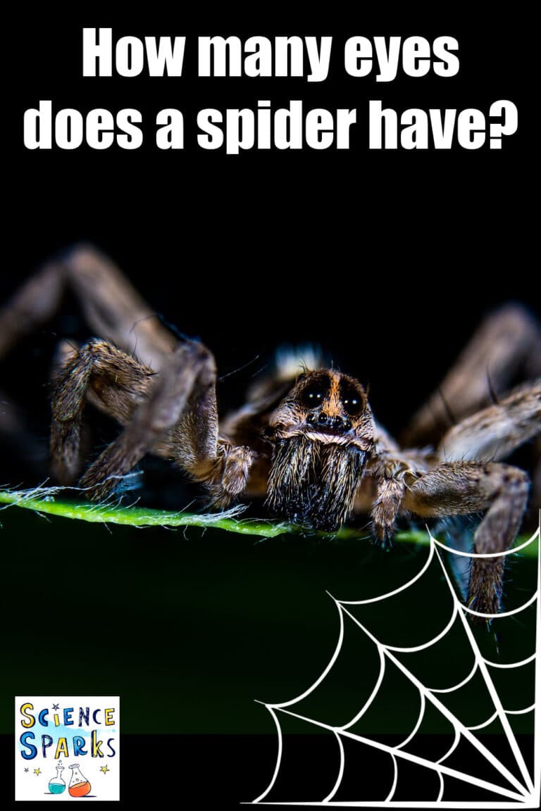 How many eyes does a spider have?