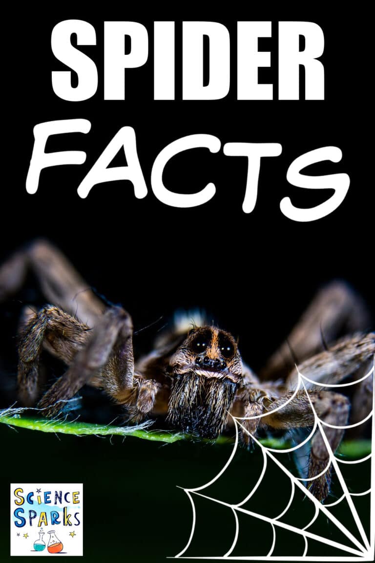 Super Spider Facts and a Sticky Web Science Activity