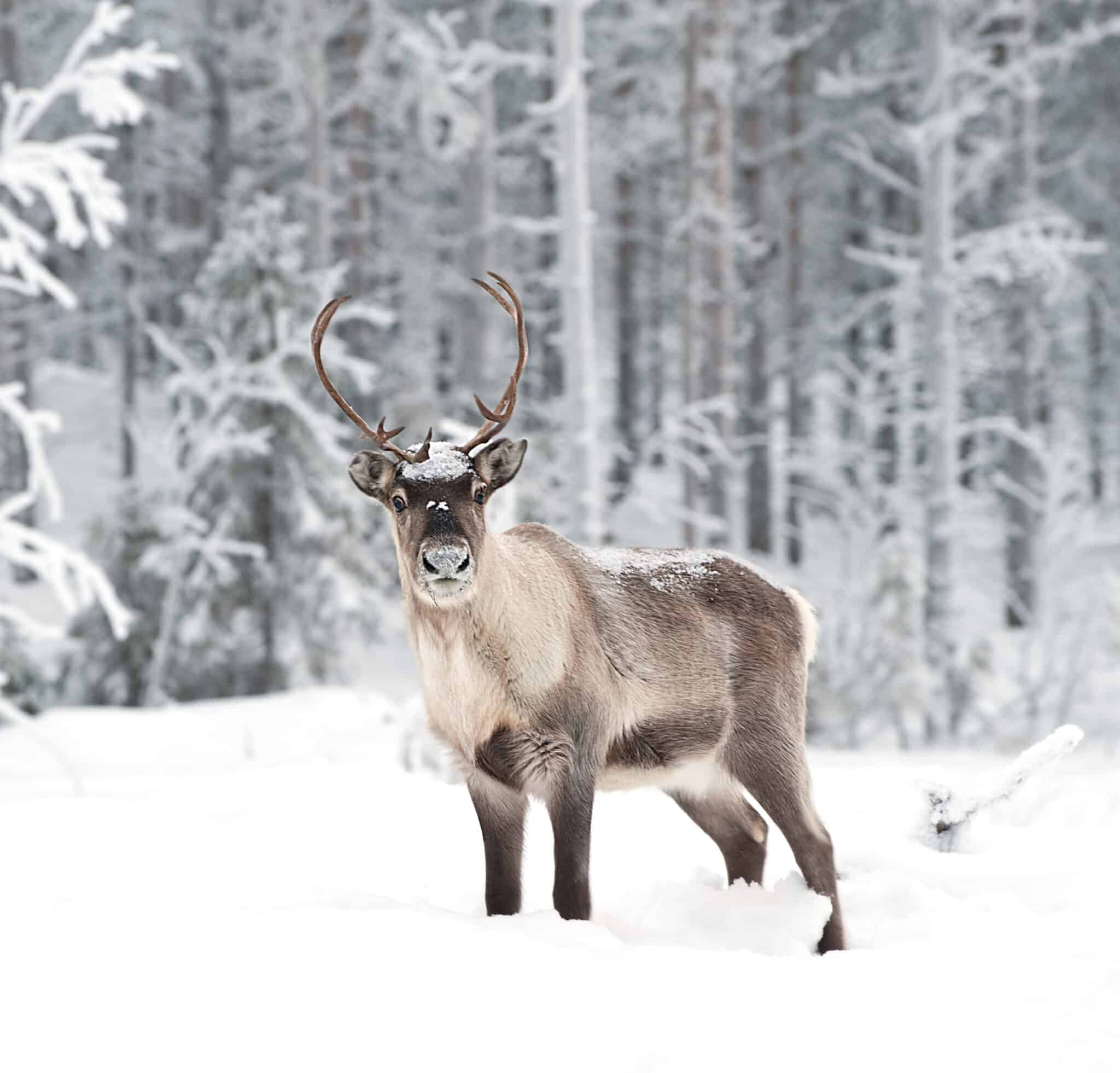 Fun Reindeer Facts for Kids