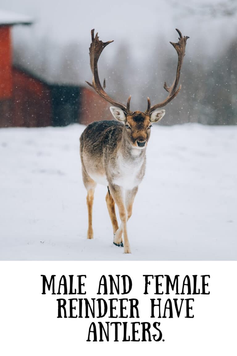 Fun Reindeer Facts for Kids