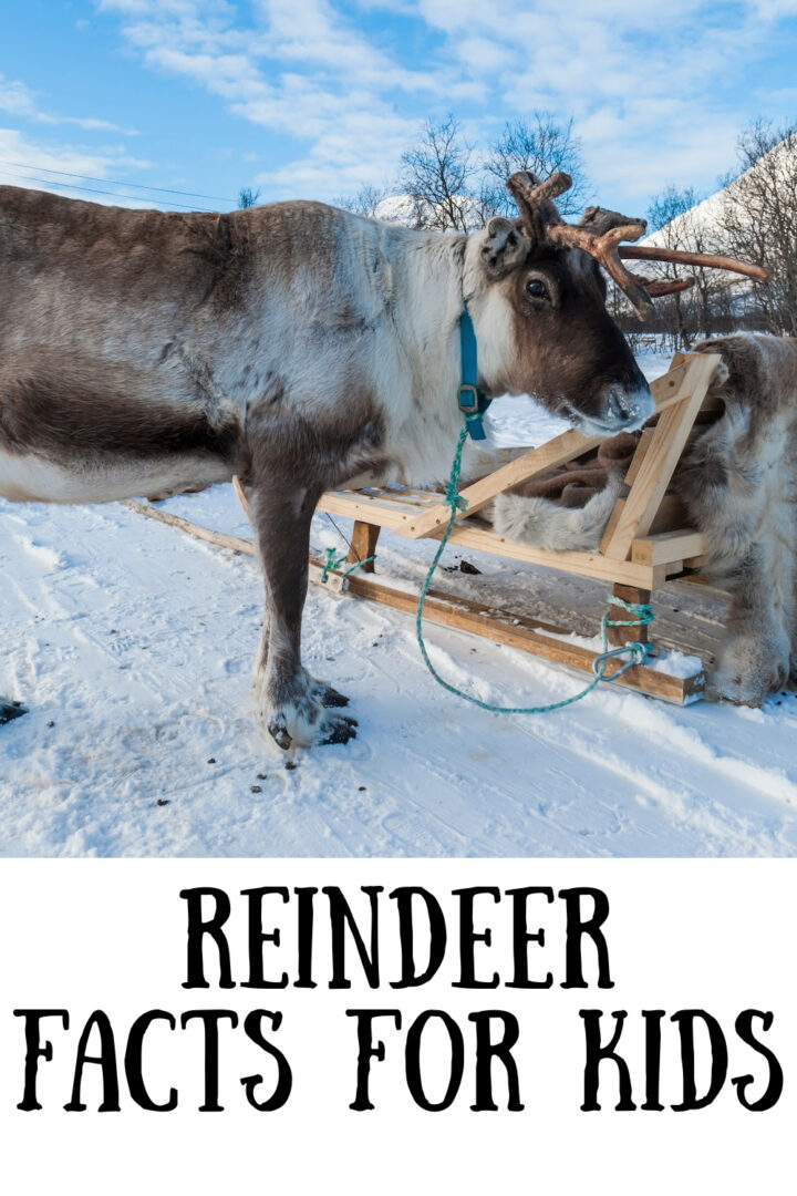 Fun Reindeer Facts for Kids