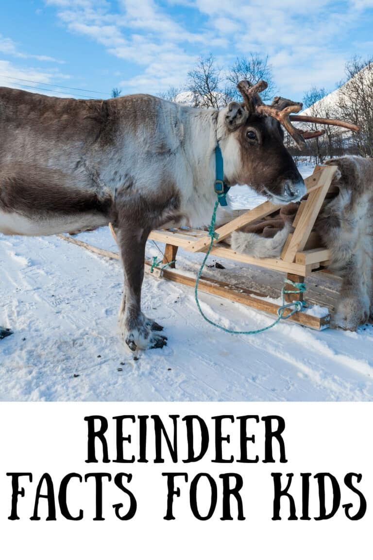Fun Reindeer Facts for Kids