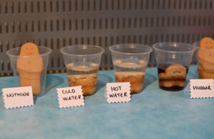 The Gingerbread Man Science Experiments - Science for Kids