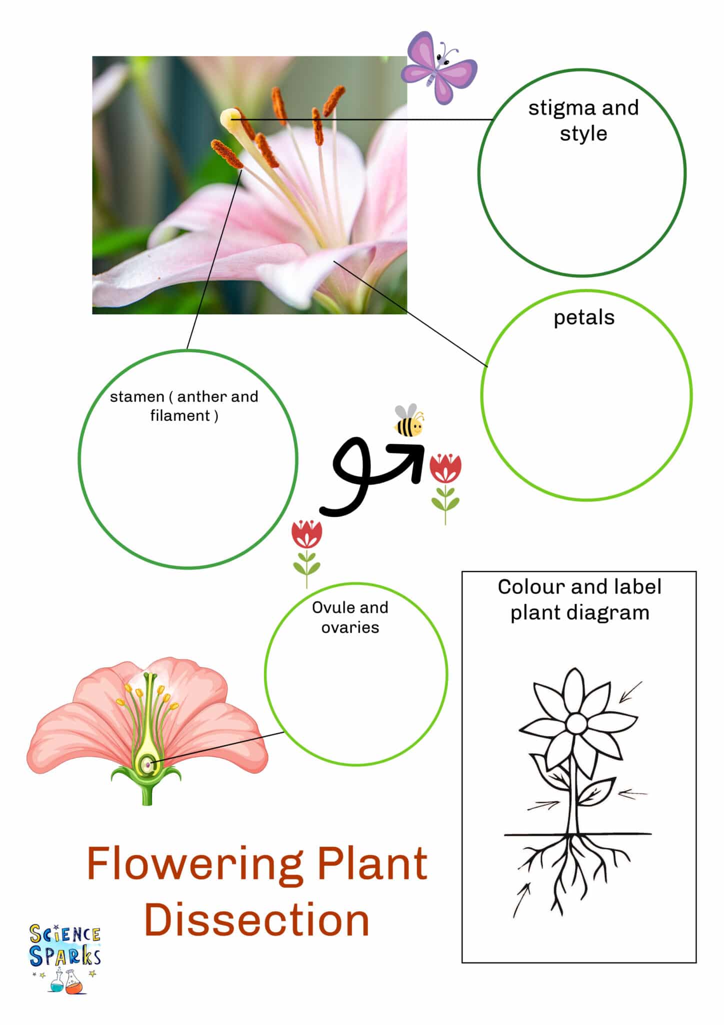 Plant Science - Dissect a flower and more plant experiments