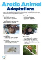 Lapland - Arctic Animal Adaptations