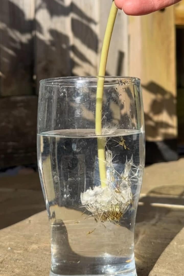 Easy Science Experiments for Kids at Home or in the Classroom