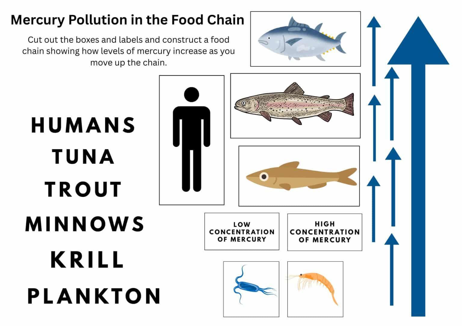 How Pollution Climbs the Food Chain